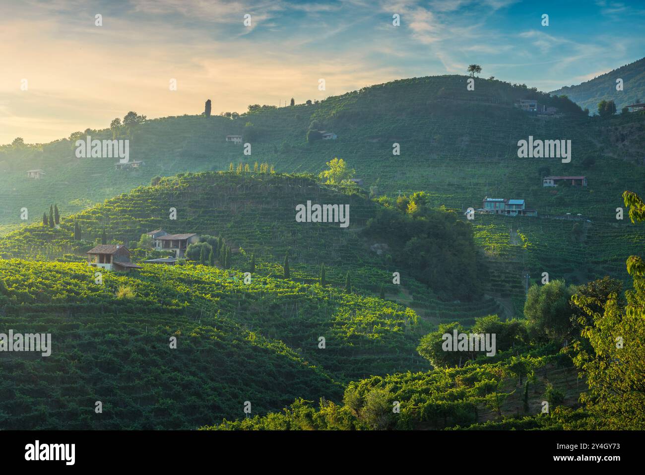 Sunset on prosecco vineyard hi-res stock photography and images - Alamy
