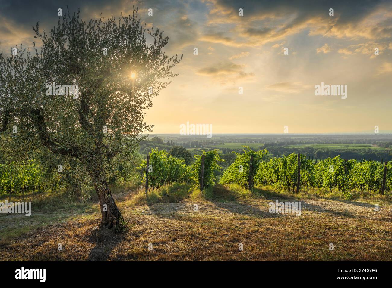 Castegneto hi-res stock photography and images - Alamy