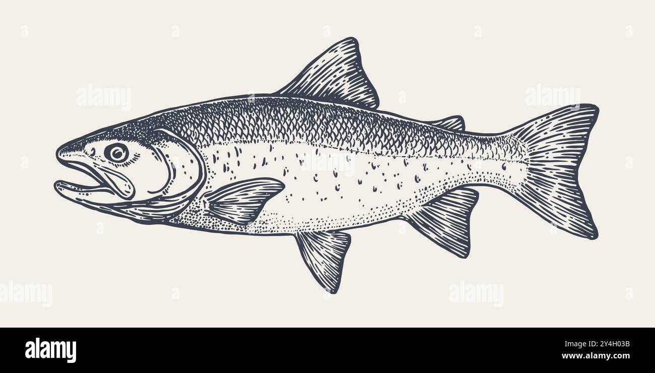 Salmon fish, seafood, sketch. Vintage retro print Stock Vector Image ...