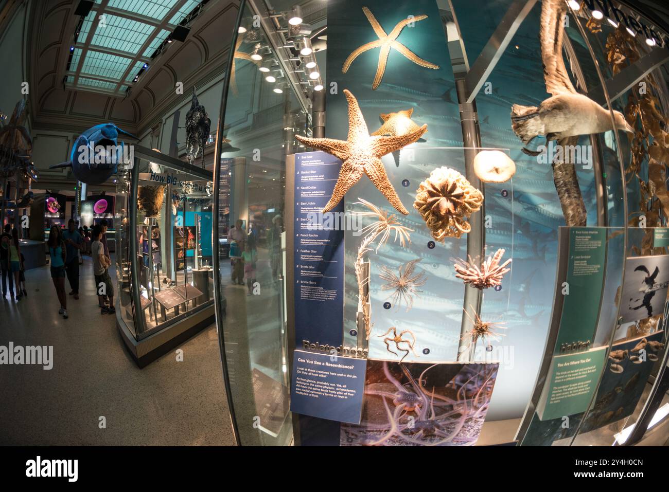 Smithsonian National Museum Of Natural History Ocean Hall Washington DC ...