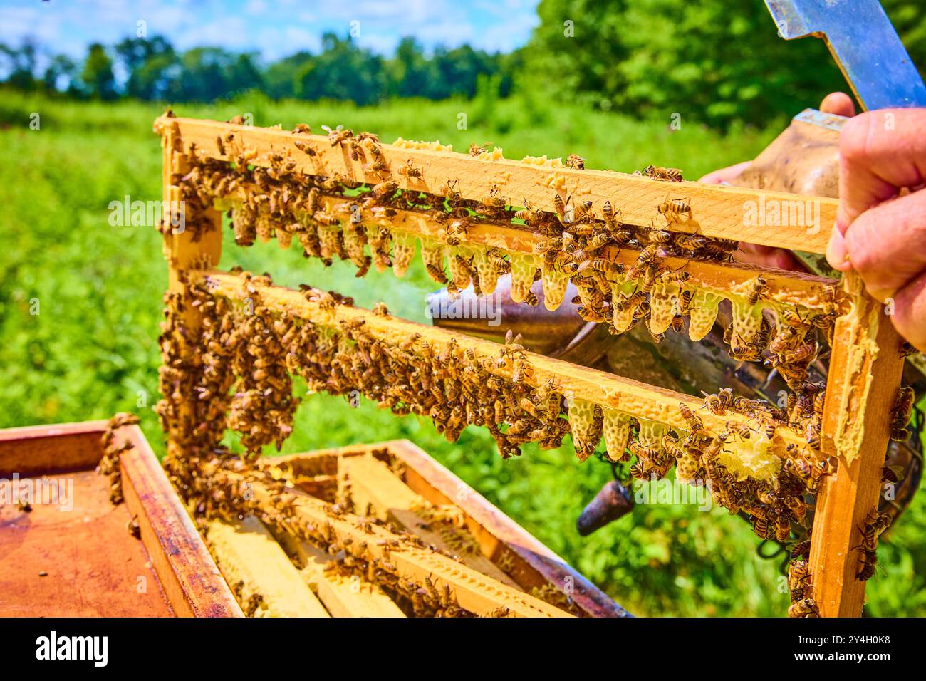 Beekeeping in Action Brood Box Honeycomb and Bees Close Up Stock Photo ...