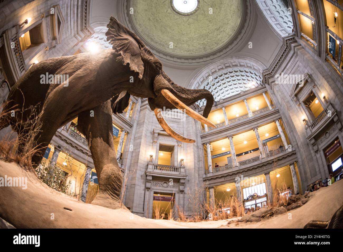Cleaning elephant museum hi-res stock photography and images - Alamy