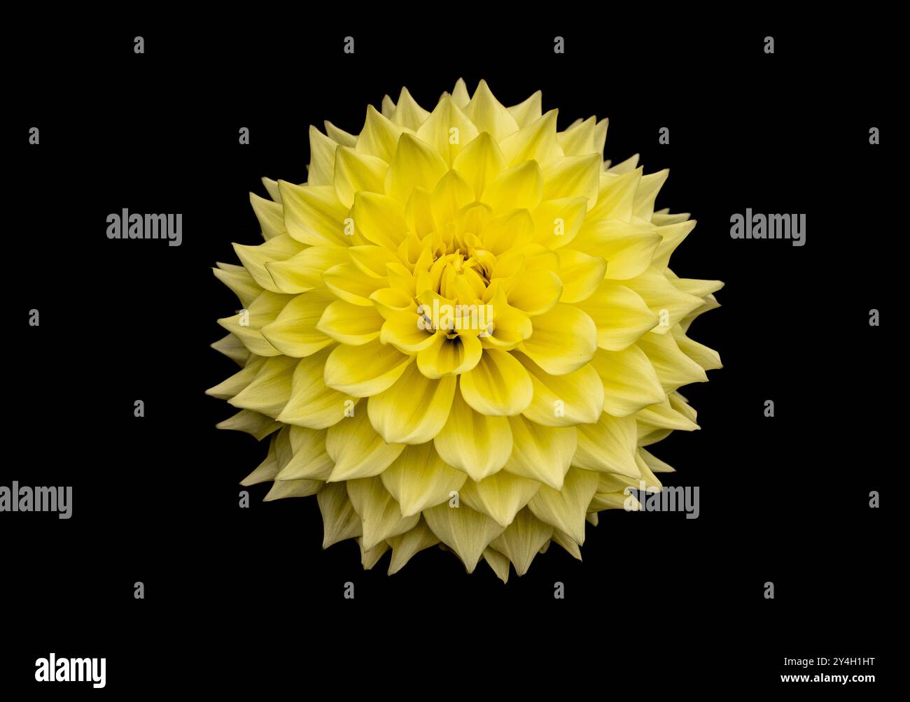 Award winning yellow show Dahlia flower Stock Photo - Alamy