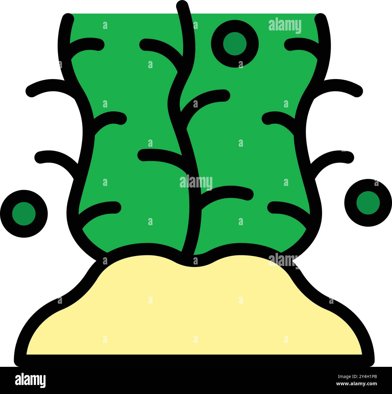 Green algae growing on the bottom of a lake, river or other body of ...