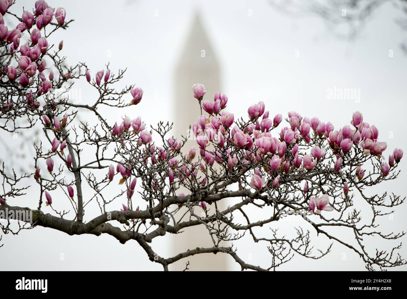 WASHINGTON DC, United States — Saucer magnolias bloom at the George ...