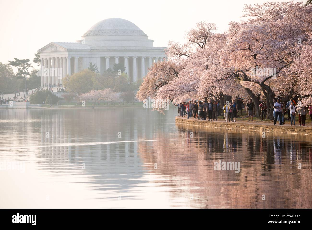 WASHINGTON DC, United States — Crowds of visitors walk under blooming ...