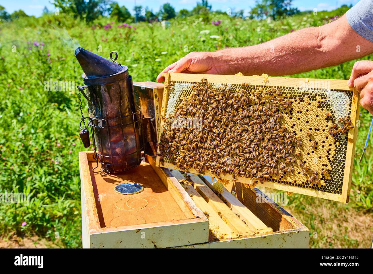 Beekeeping in Action: Vibrant Honeycomb and Bees at Eye-Level Stock ...