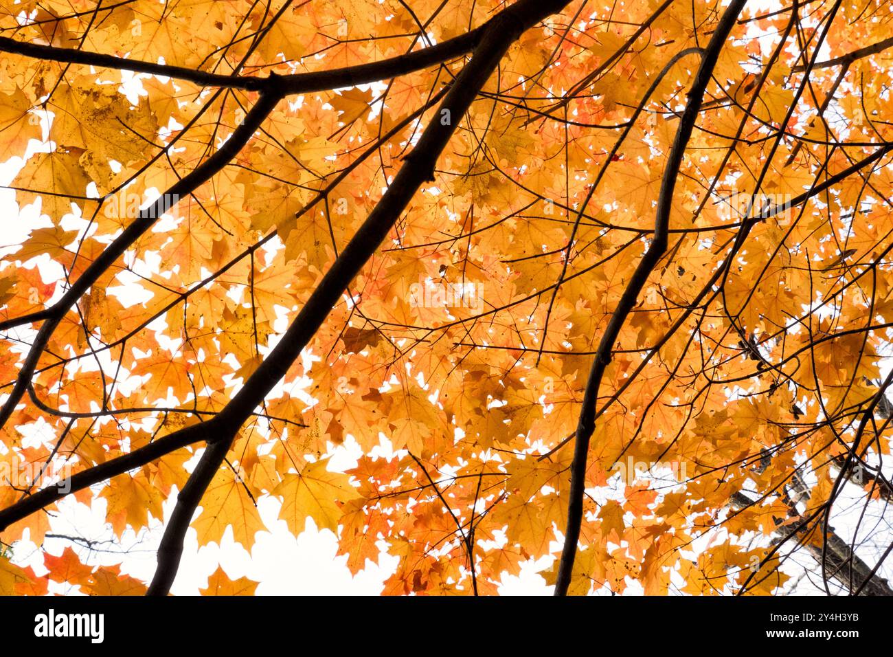 Maple Leaves Autumn Colors // Maple leaves display rich autumn colors, showcasing the seasonal ...