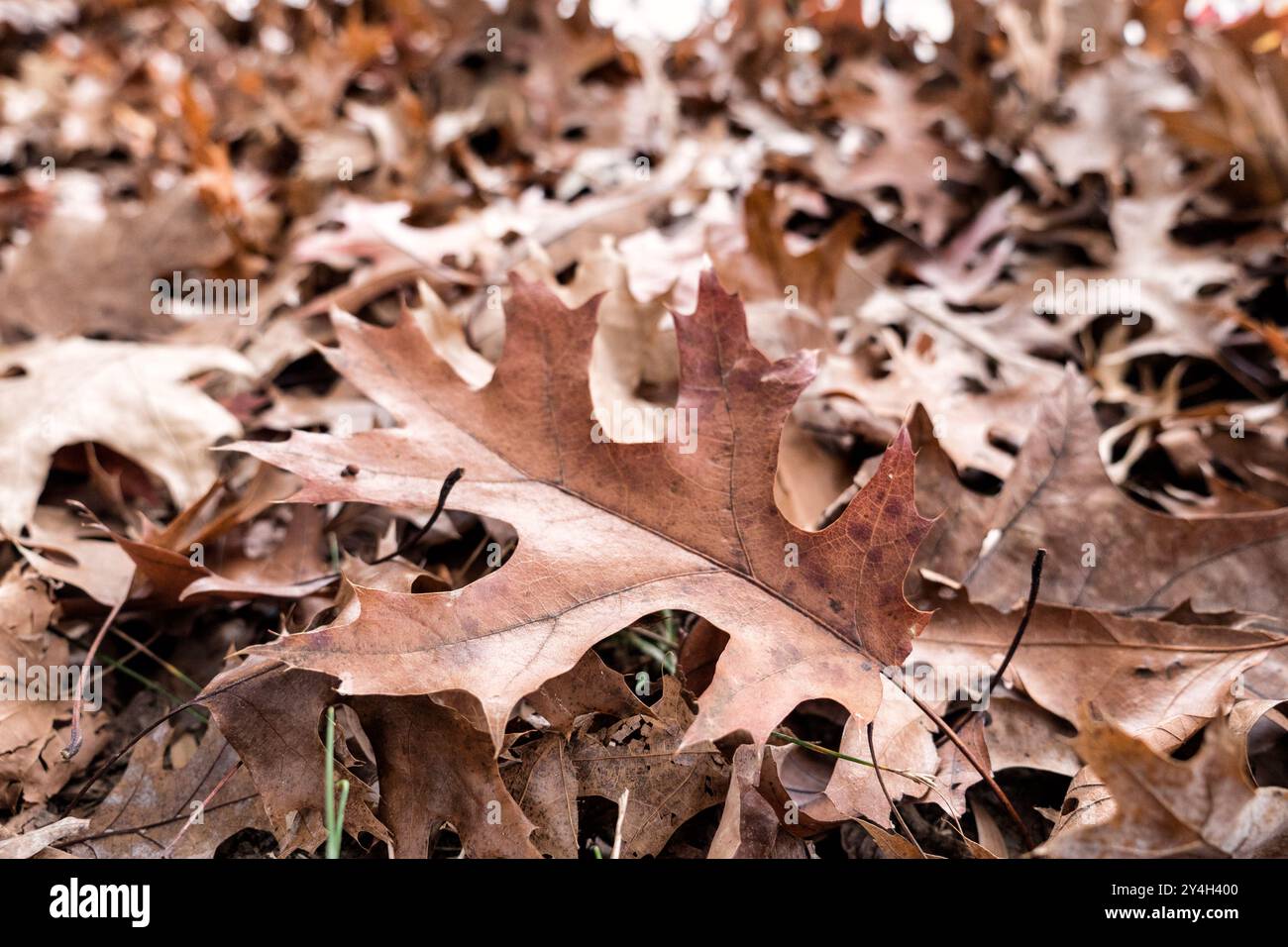 Distinctive color palette hi-res stock photography and images - Alamy