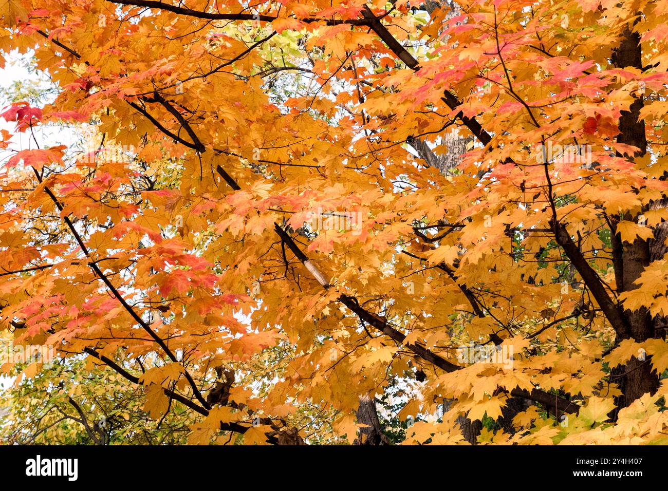 Maple Leaves Autumn Colors // Maple leaves display rich autumn colors ...