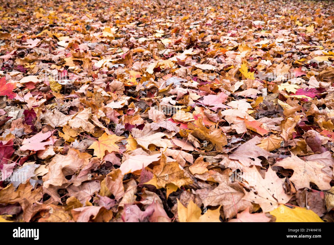Maple Leaves Autumn Colors // Maple leaves display rich autumn colors ...