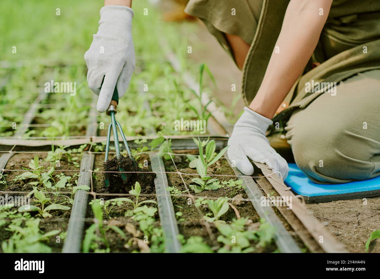 Growing Young Plants in Home Garden During Daytime Stock Photo - Alamy