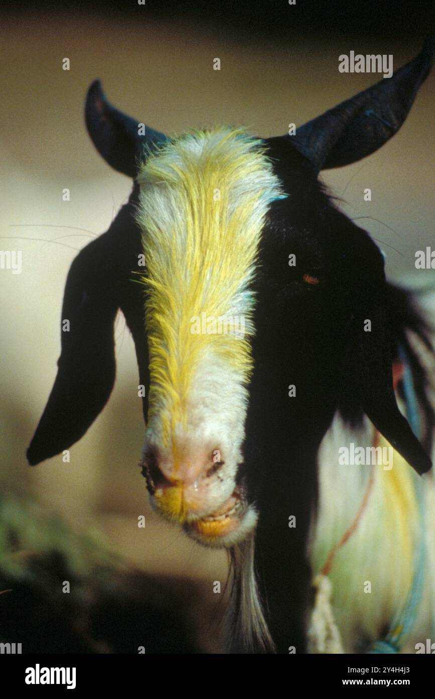 Silk road, china, xinjiang, surrounding of kashgar, goat Stock Photo ...
