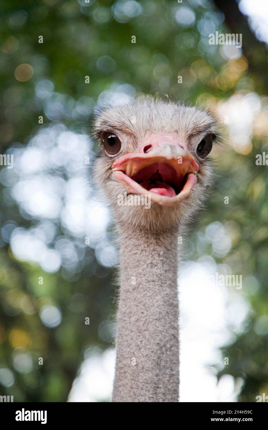 Ostrich displays hi-res stock photography and images - Alamy