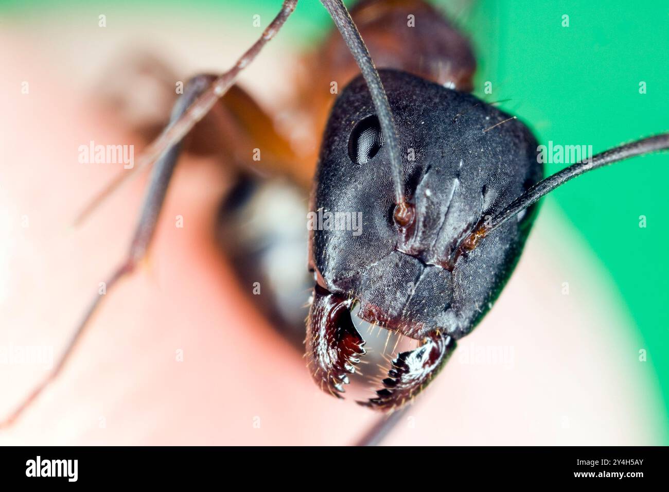 A detailed macro view reveals the unique features of an ant in a ...