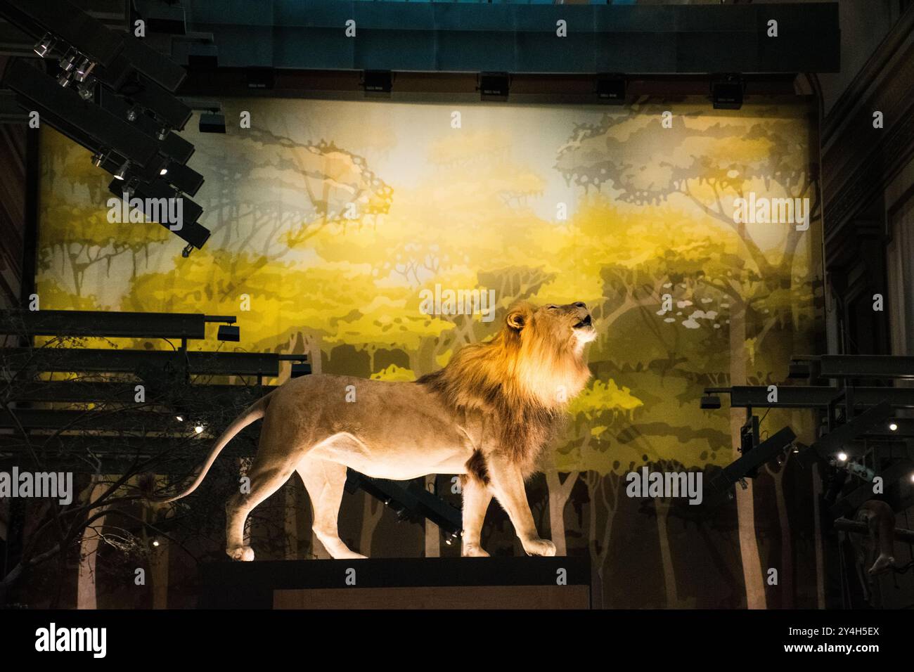 Smithsonian National Museum Of Natural History Taxidermied Lion ...