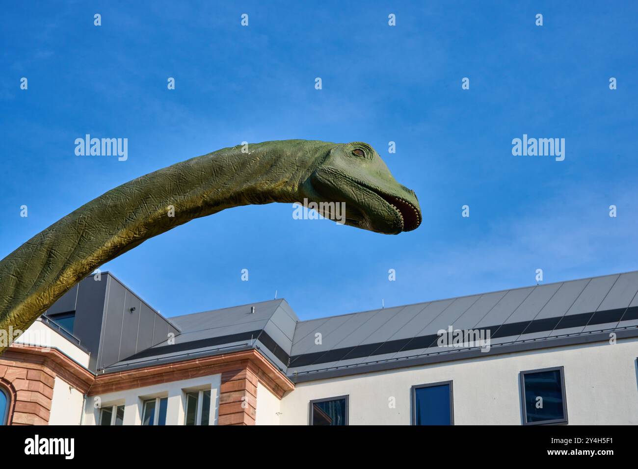 Diplodocus longus, Dinosaurier Modell, vor dem Senckenberg Museum ...