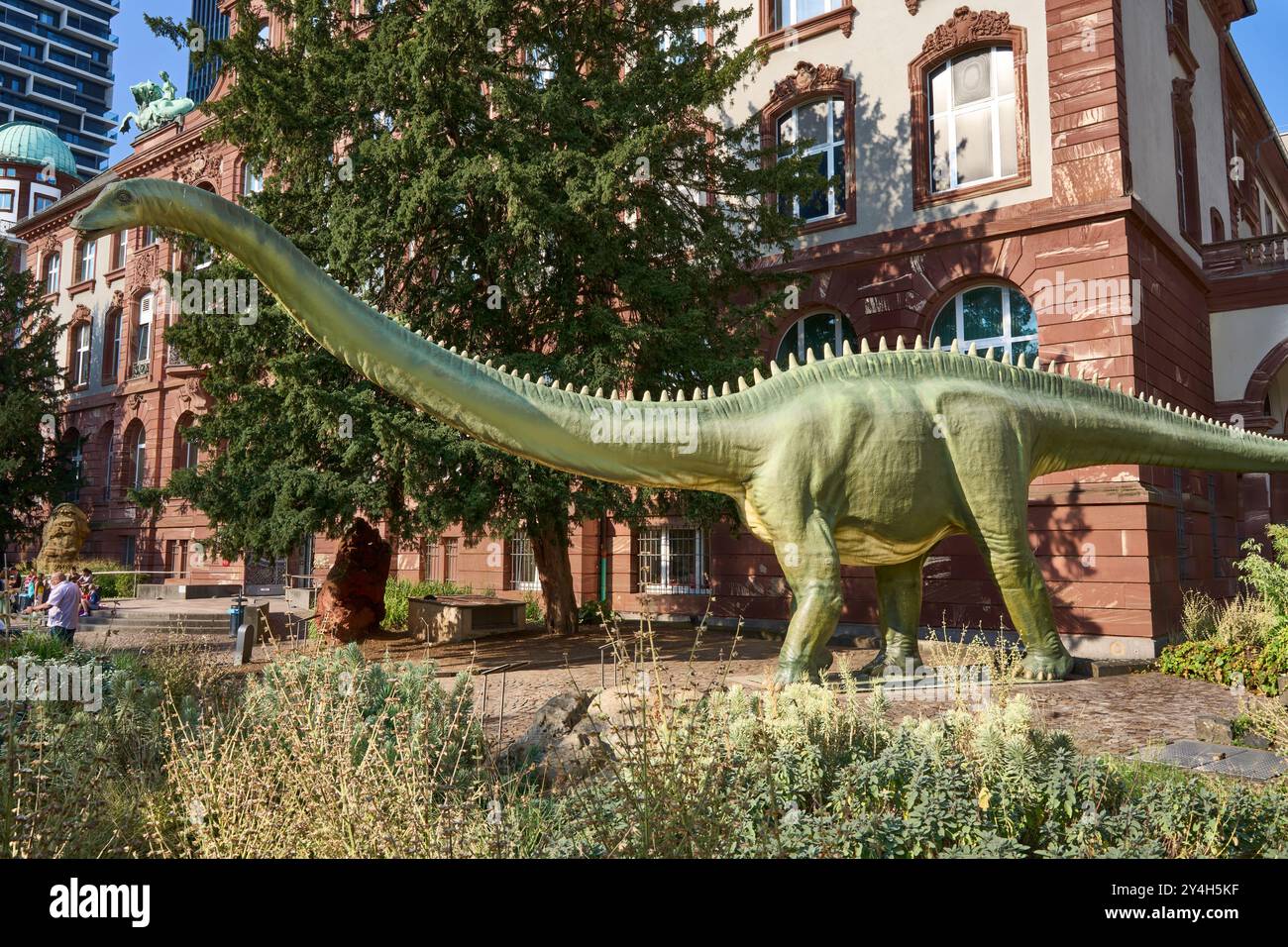 Diplodocus longus, Dinosaurier Modell, vor dem Senckenberg Museum ...