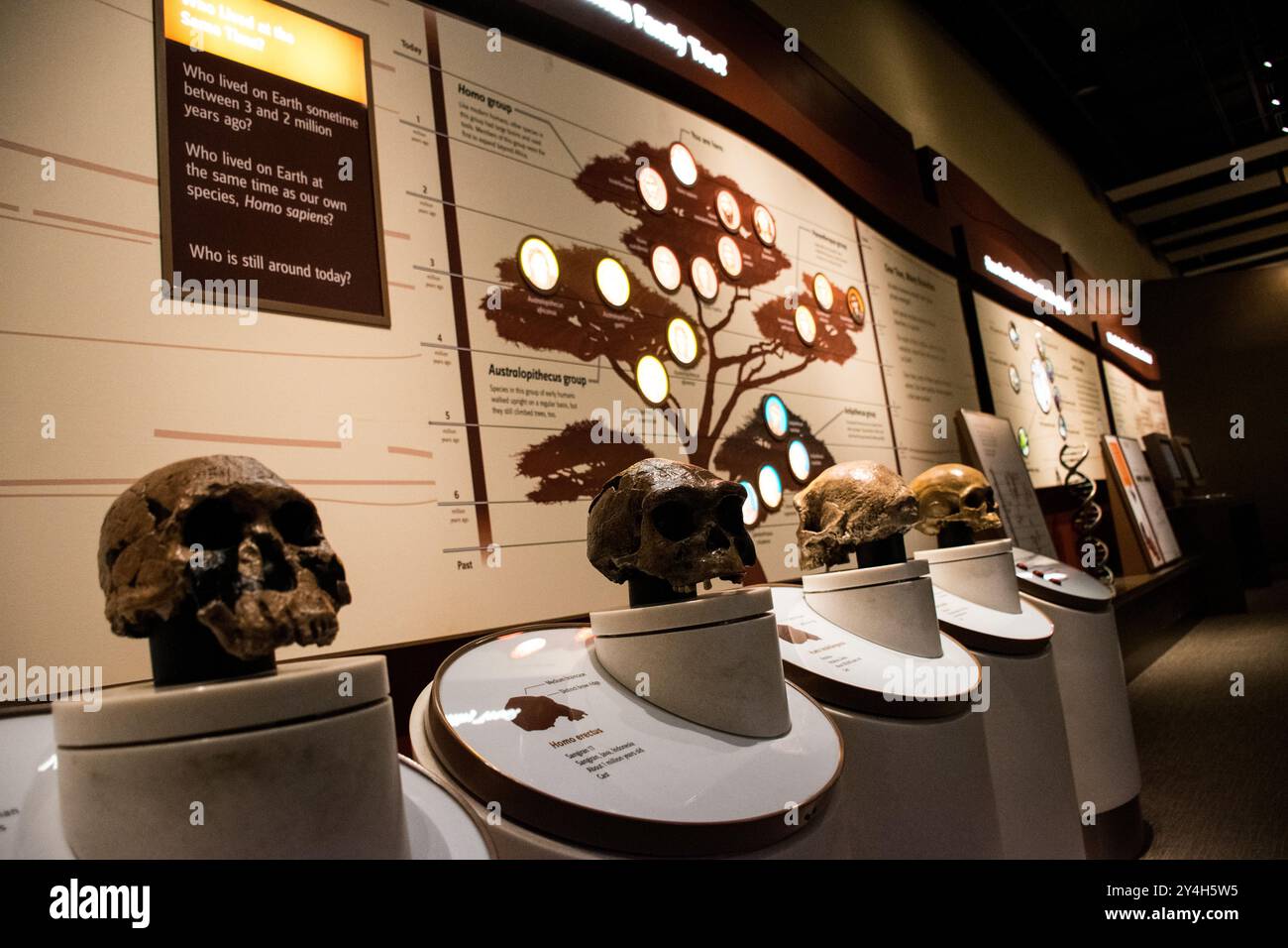 Smithsonian National Museum Of Natural History Human Skull Casts ...
