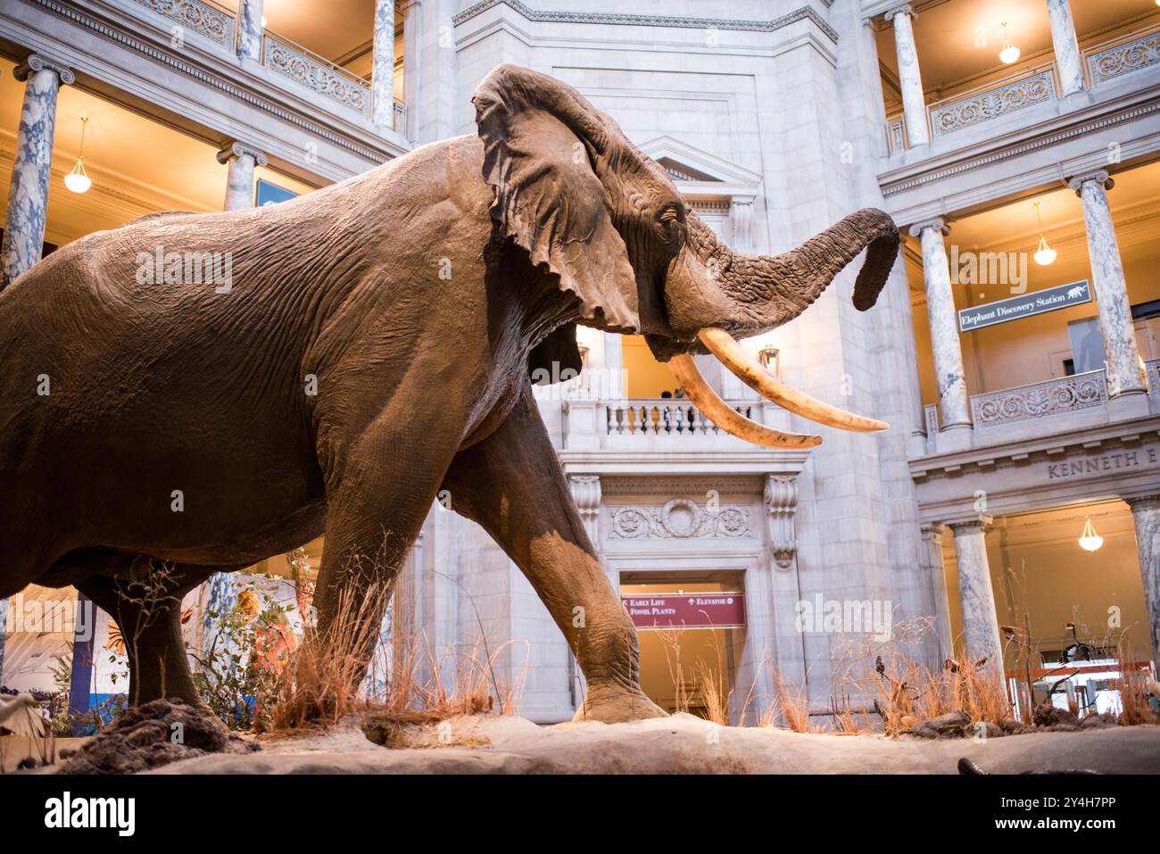 WASHINGTON DC — Henry the Elephant stands as a prominent display in the ...