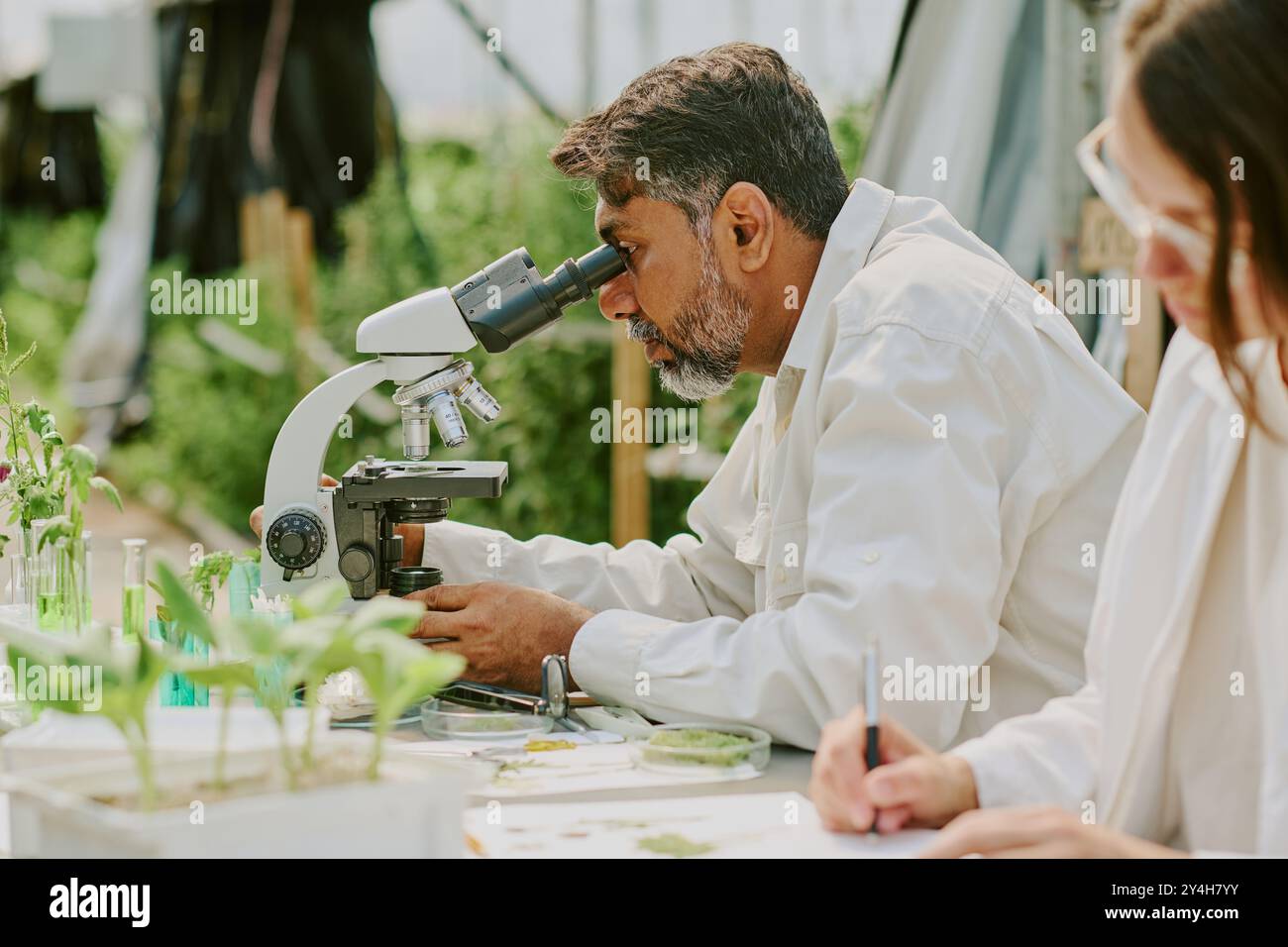 Observing Plant Samples Using Laboratory Microscope Stock Photo - Alamy