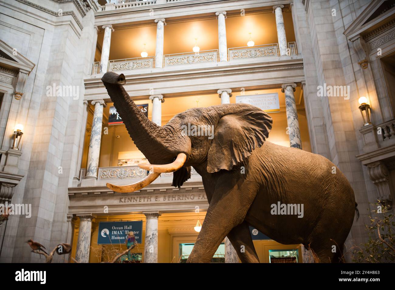 Smithsonian national museum of natural history rotunda hi-res stock ...