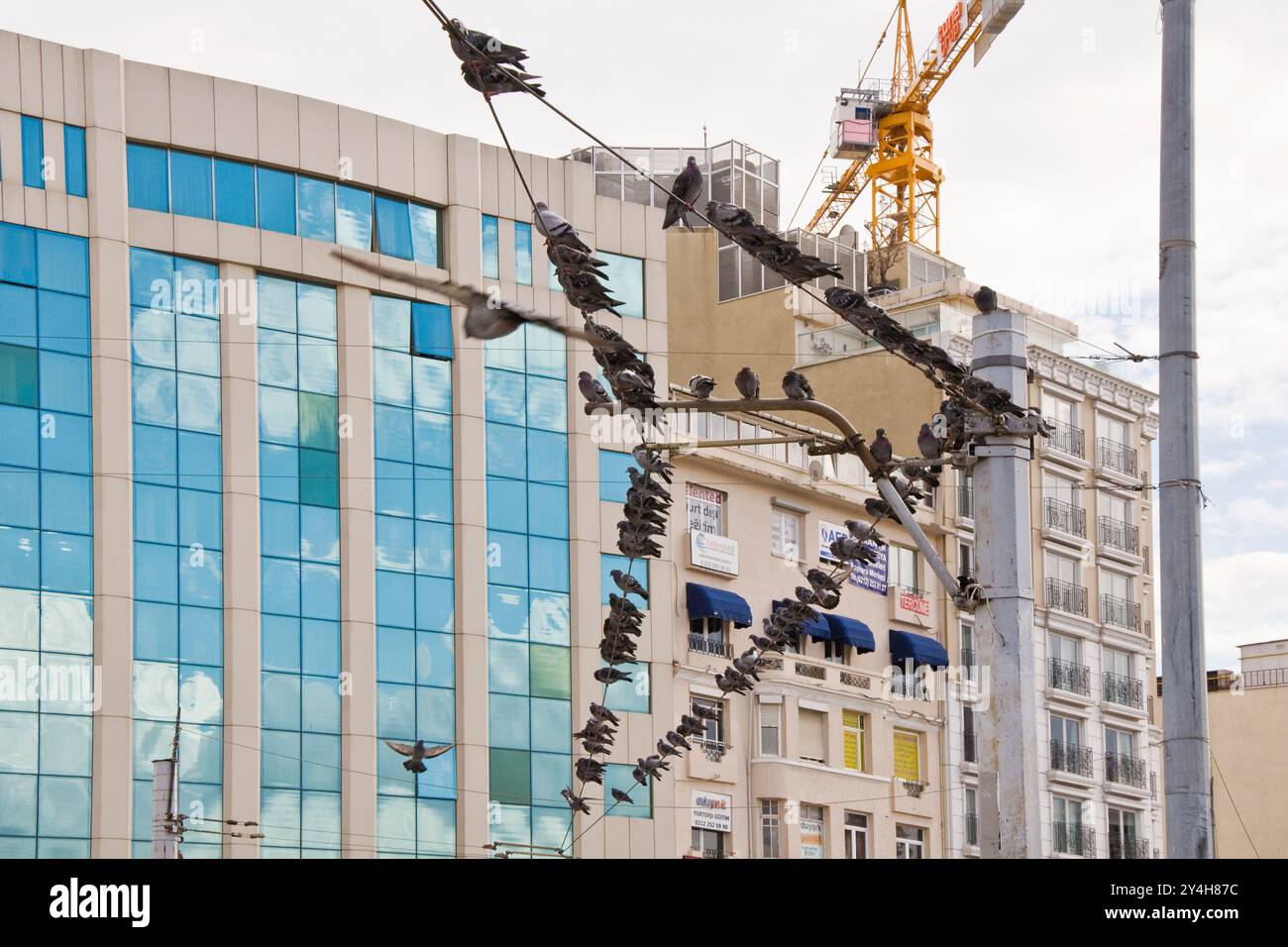 Turkey, Istanbul, Taksim square, Birds Stock Photo - Alamy
