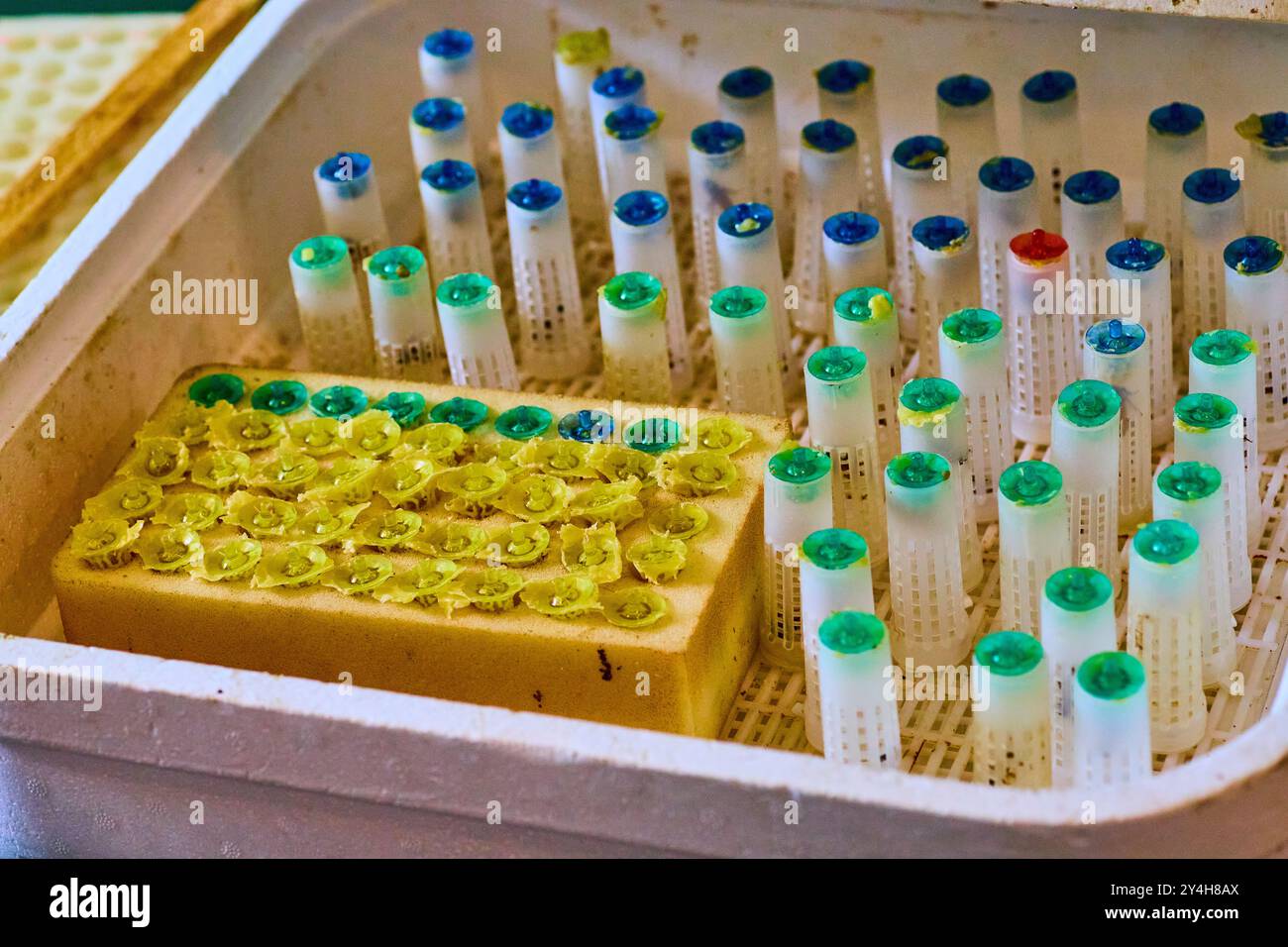 Queen rearing methods hi-res stock photography and images - Alamy