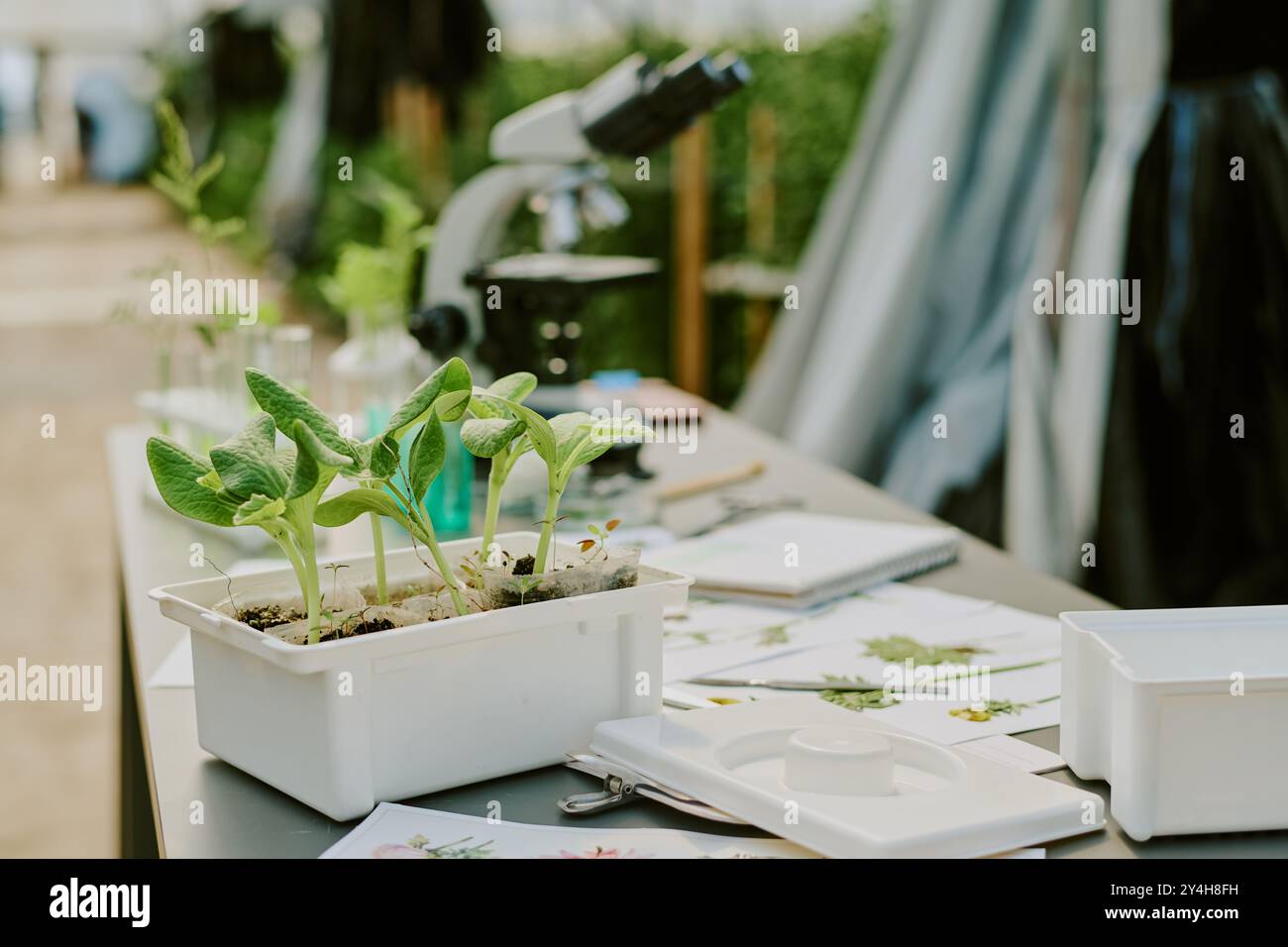 Growing Plants in Modern Agricultural Laboratory Setting Stock Photo ...
