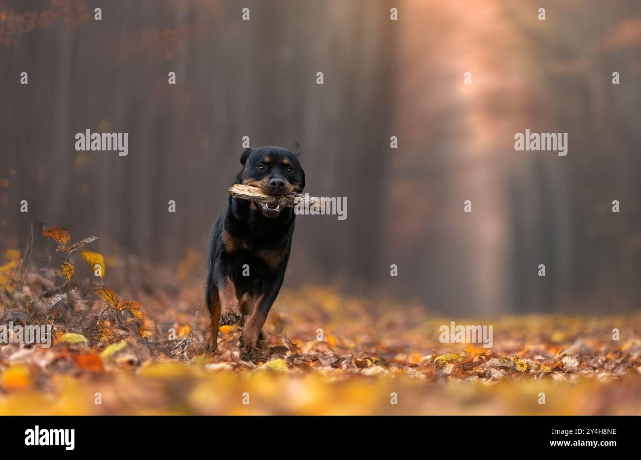 young rottweiler playing in the nature in forest Stock Photo - Alamy