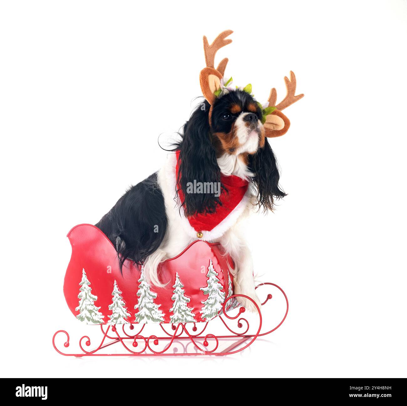 cavalier king charles in front of white background Stock Photo - Alamy