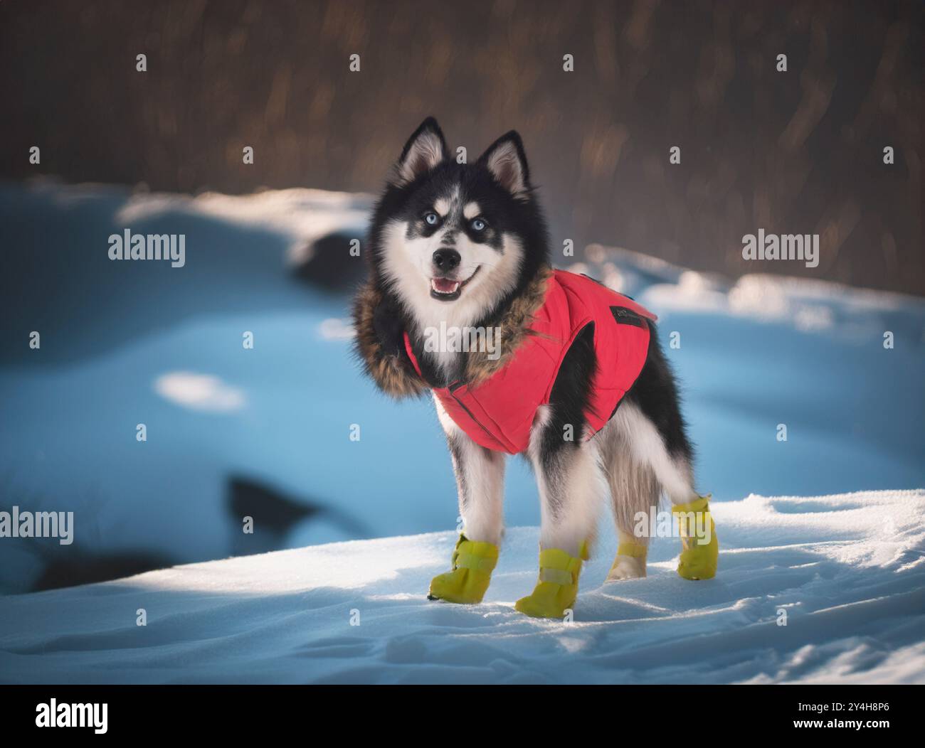 picture of a pomsky in front of white background Stock Photo - Alamy