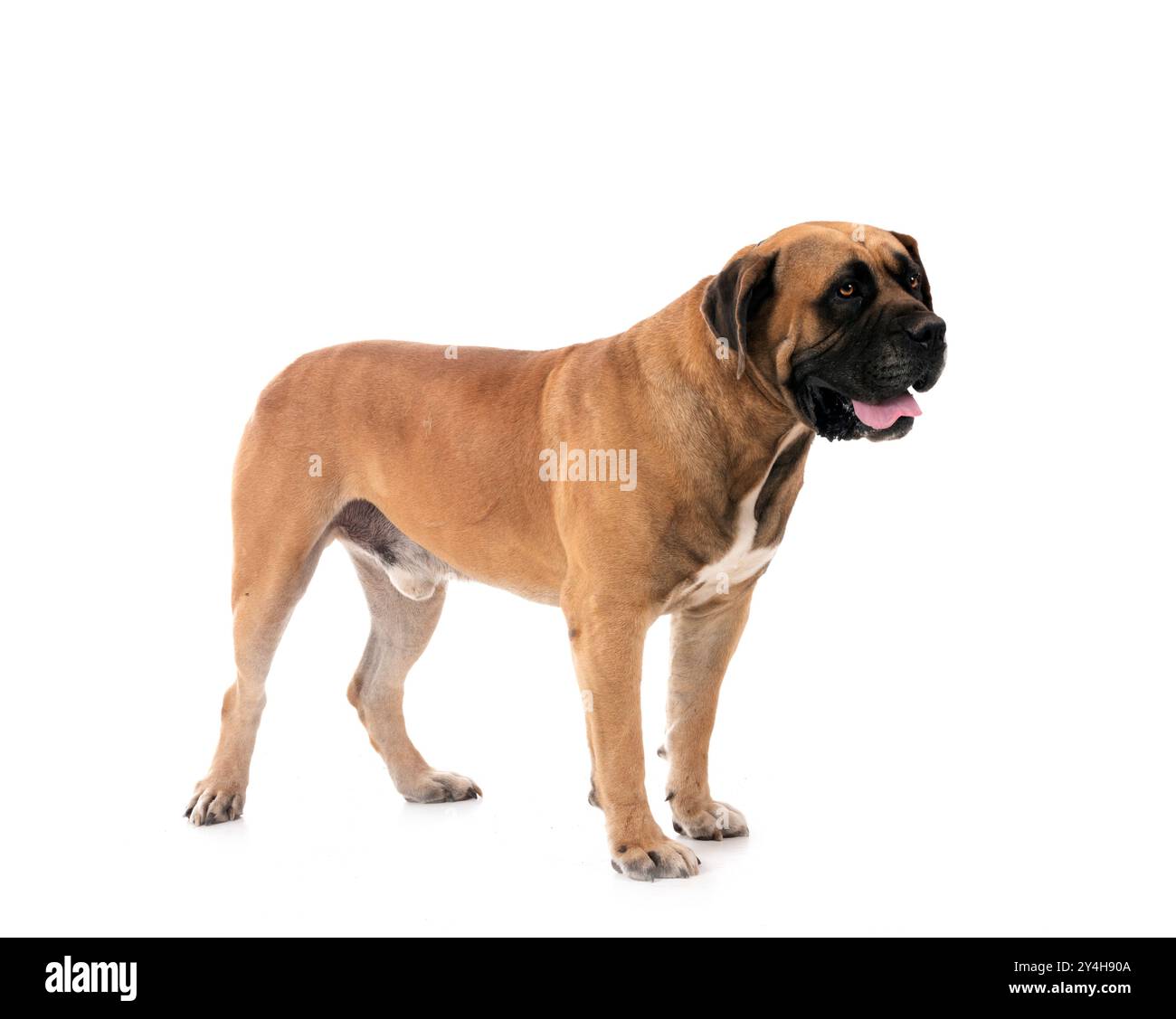 brown Boerboel in front of white background Stock Photo - Alamy