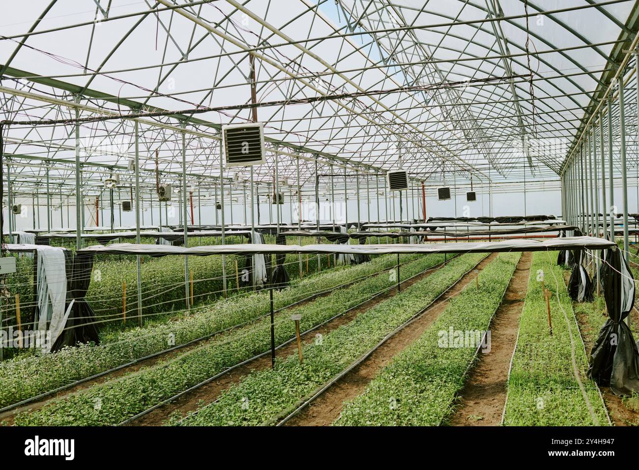 Rows of green vegetable plants growing inside a large, modern ...