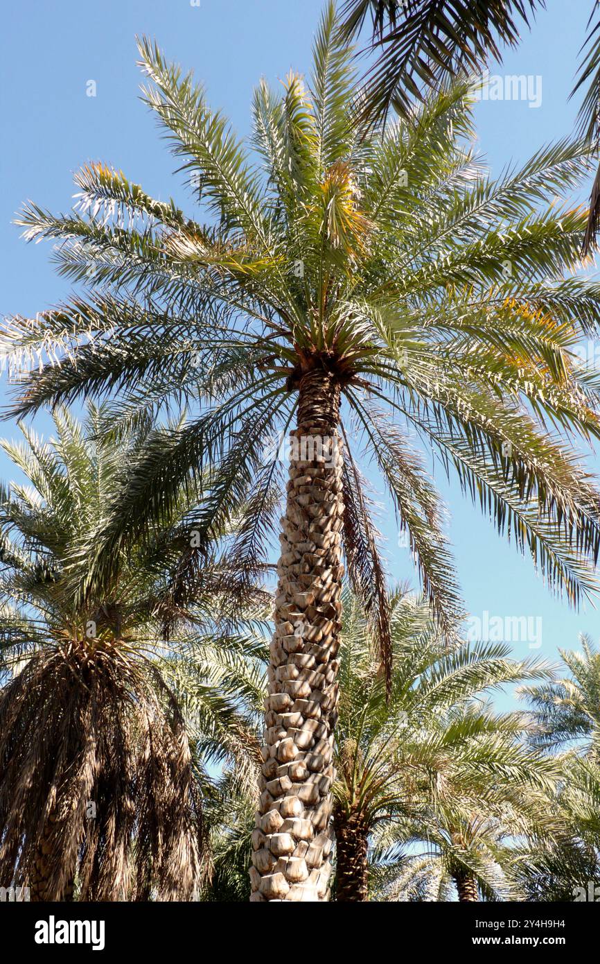 The palm grove of Al Hamra (Oman Stock Photo - Alamy