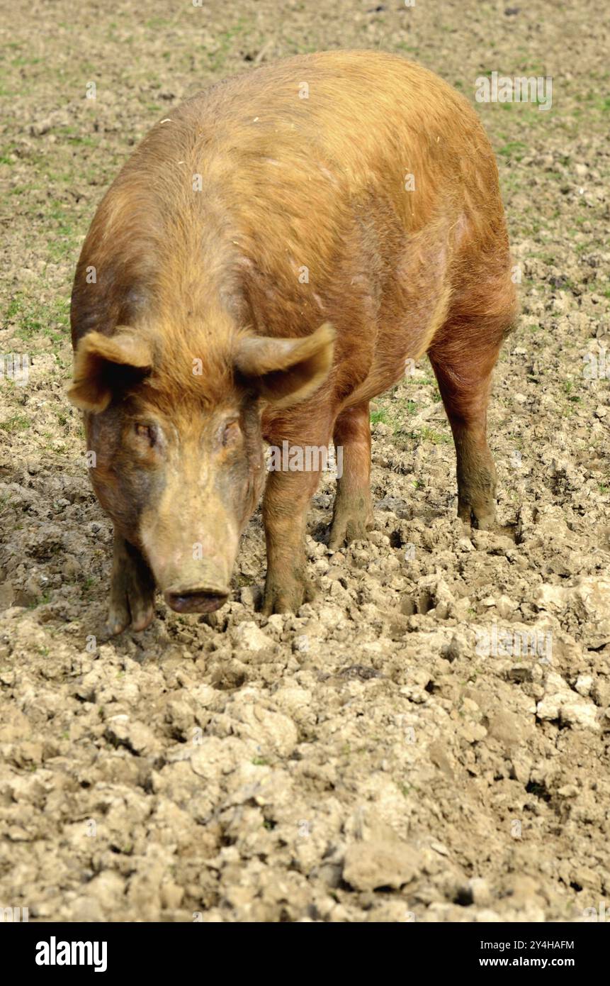 Large ginger pig hi-res stock photography and images - Alamy