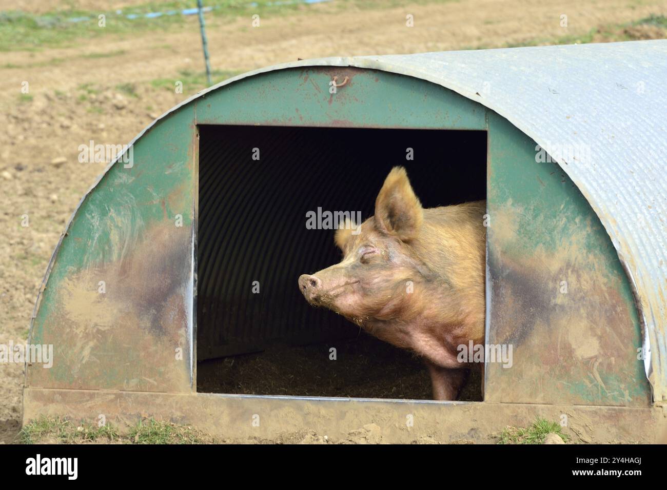 Free range pig scratching Stock Photo - Alamy