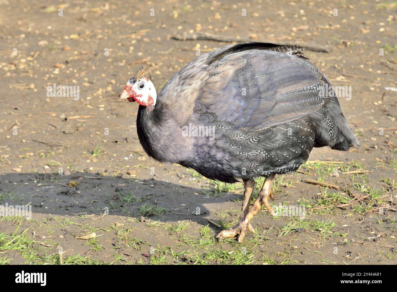 Guinea fowl have spots hi-res stock photography and images - Alamy
