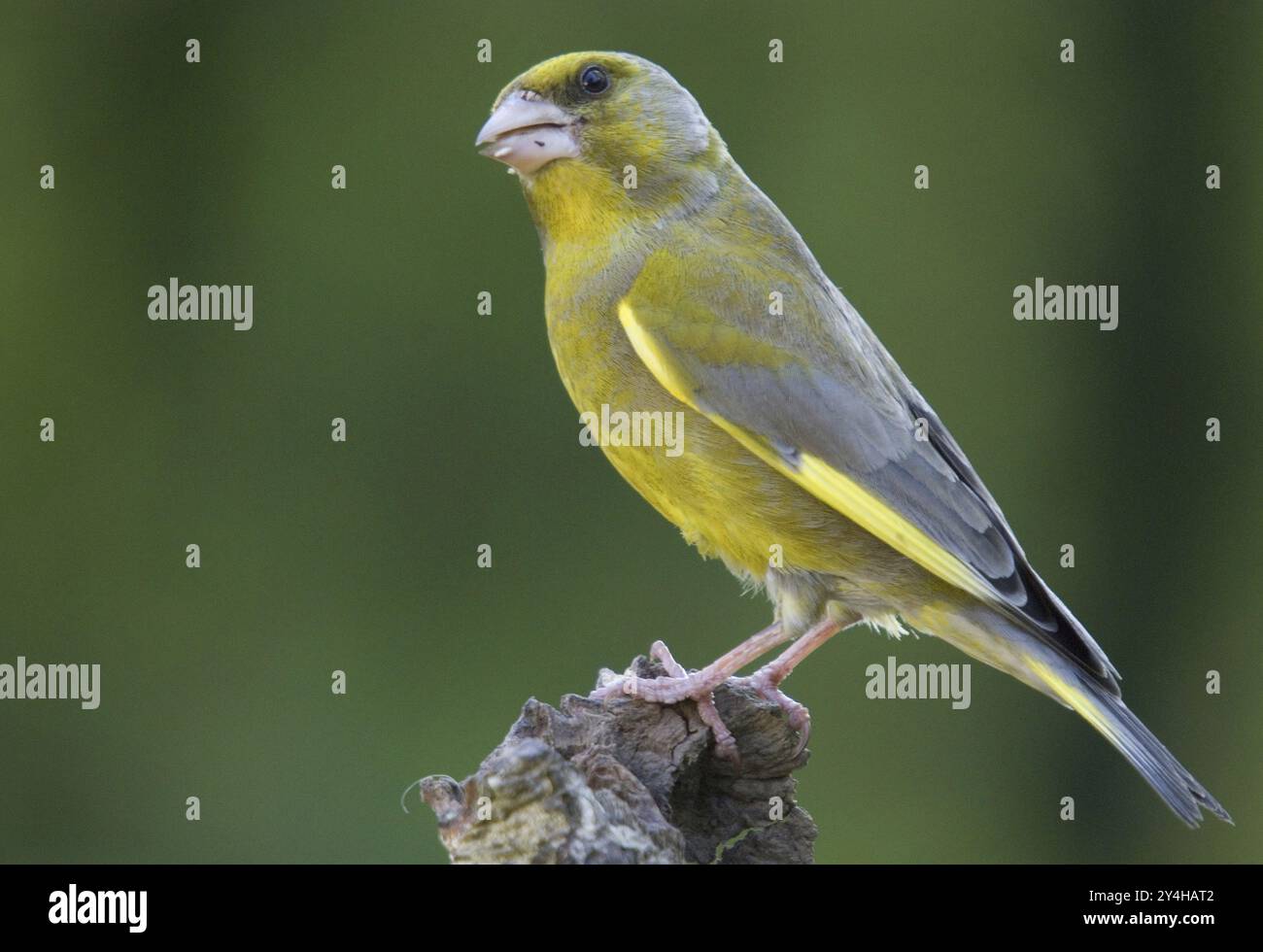 Birds finches hi-res stock photography and images - Alamy