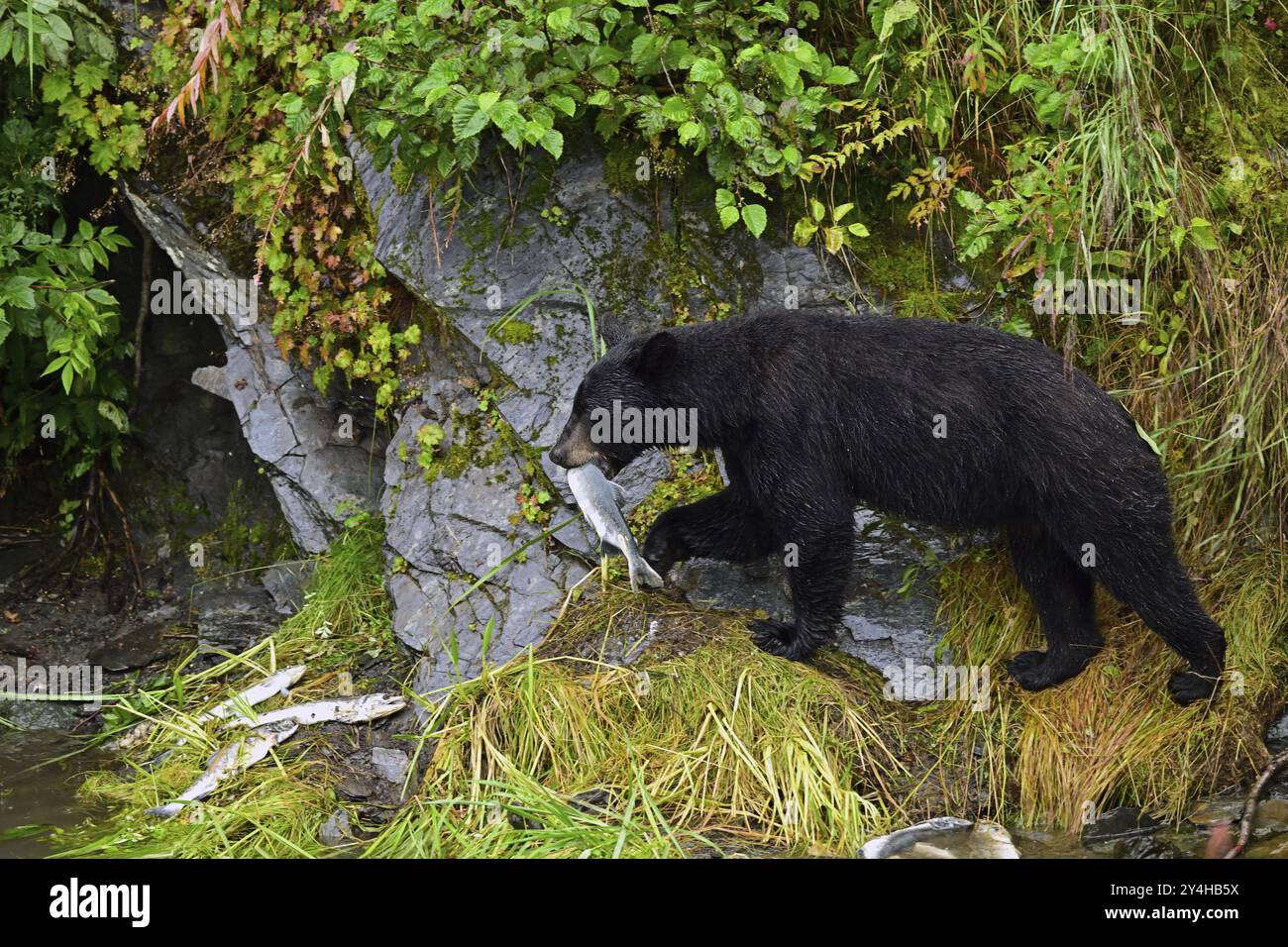 American Black Bear Ursus Americanus Climbing Over Rocks Along The