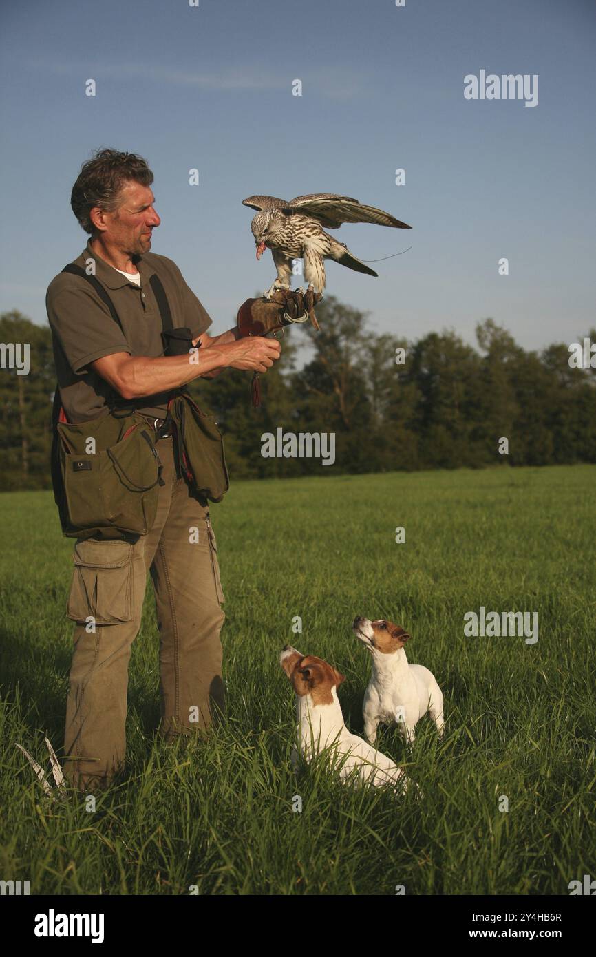 Falconer with young Gerfalcon (Falco rusticolus) training as a bird of ...