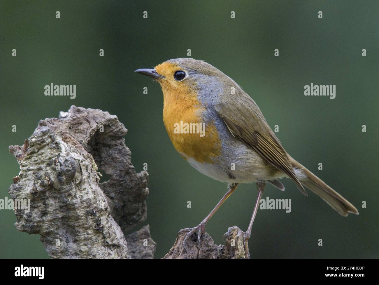 Muscicapidae, Erithacus rubeculka, Rouge-gorge familier, twig, sits ...