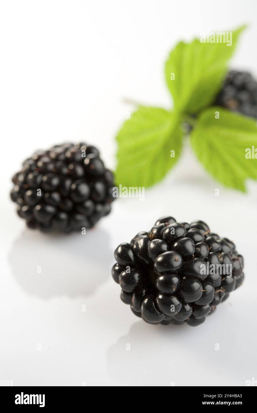 Black blackberries, clipping, fruit, fruits, studio Stock Photo - Alamy