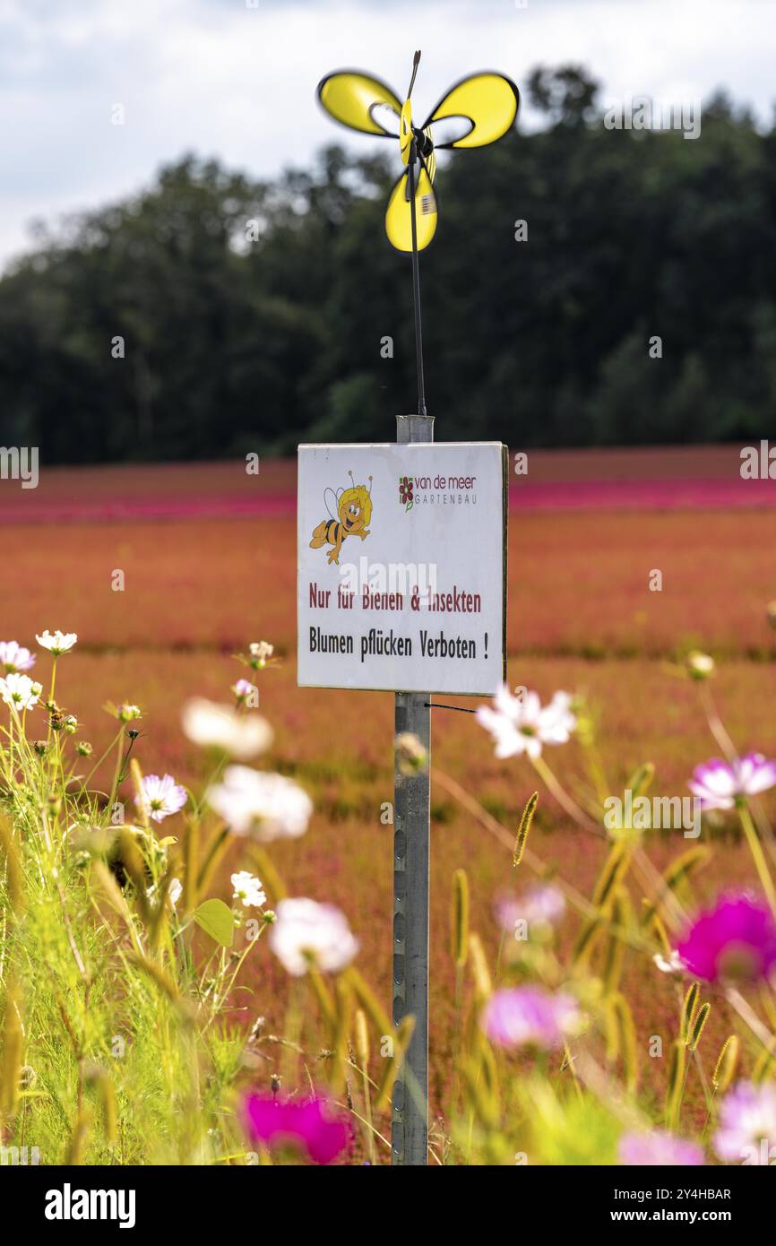 Flowering strips on an open-air area of a horticultural farm, autumn ...