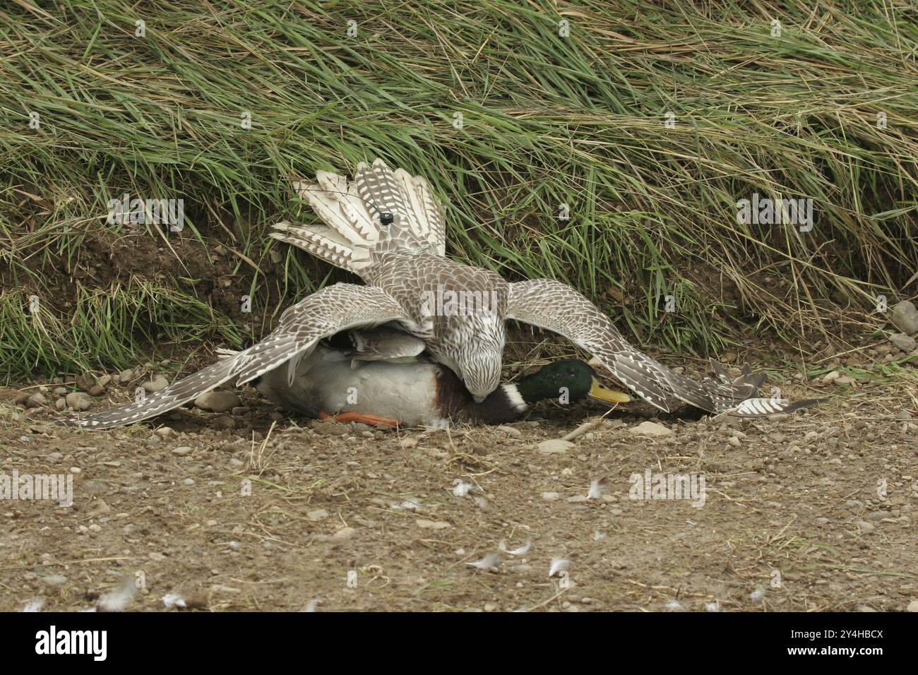 Gerfalcon Saker Falcon (Falco rusticolus, Falco cherrug) young hybrid ...