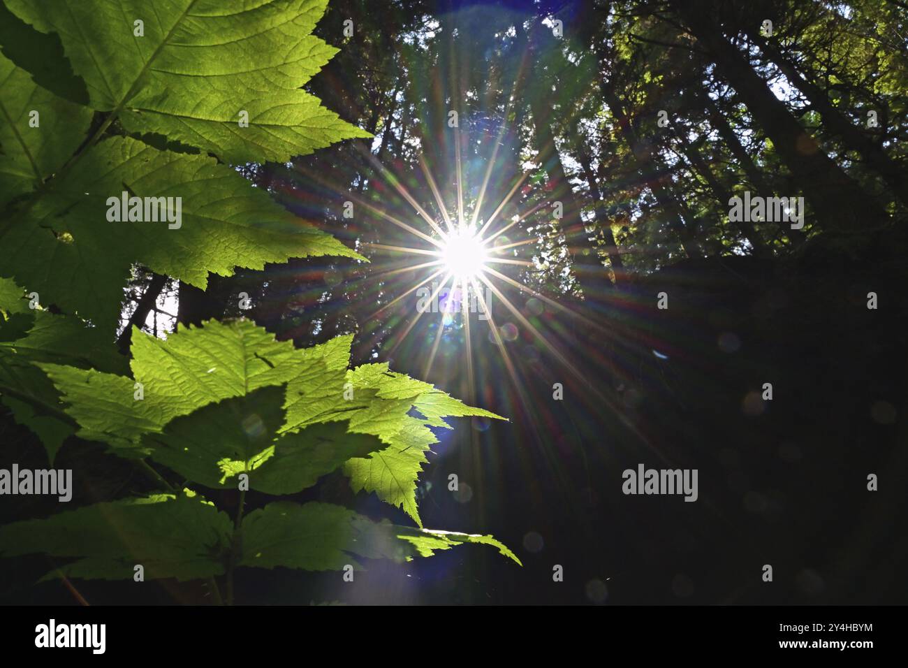 Sun shining through rainforest hi-res stock photography and images - Alamy