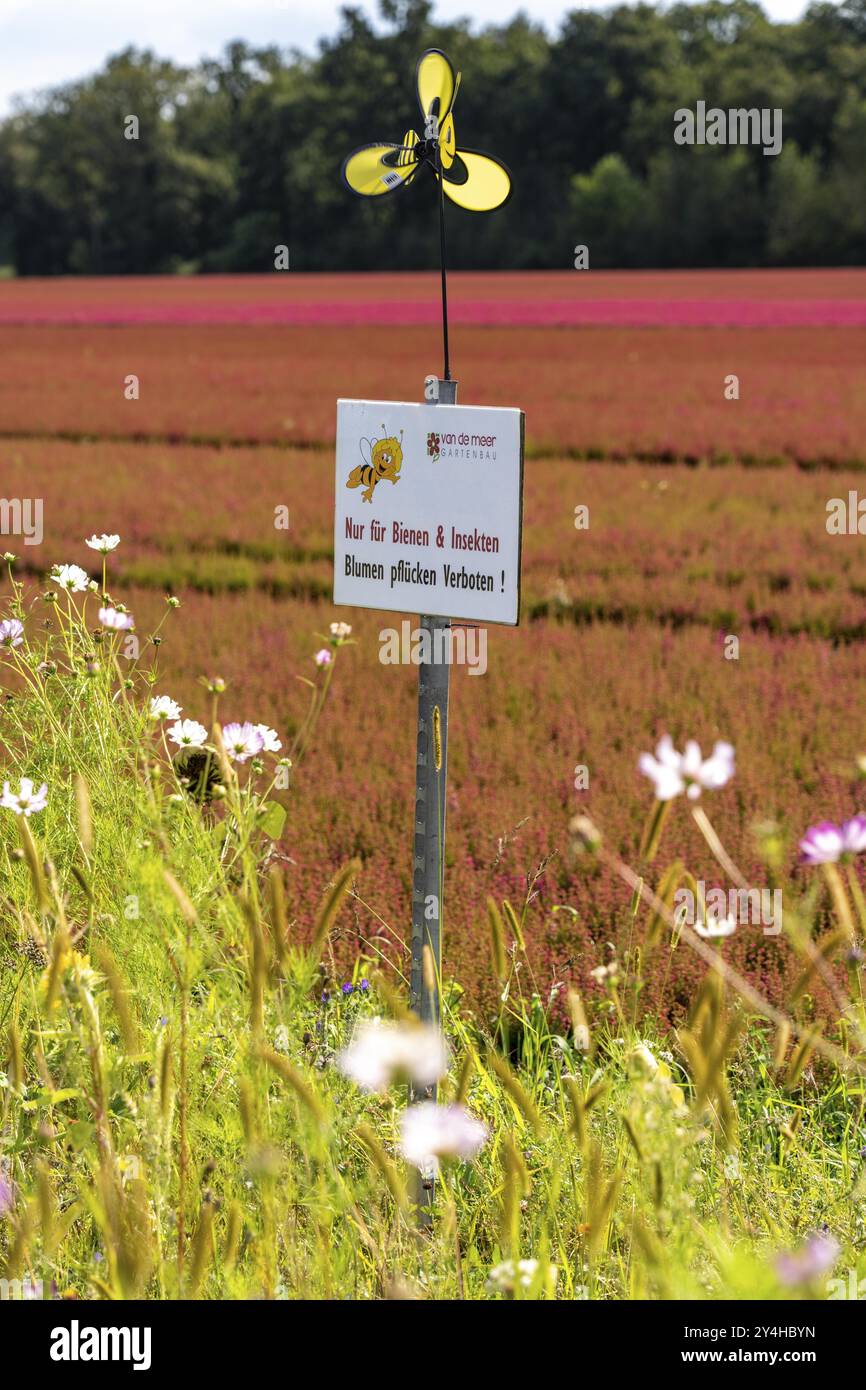 Flowering strips on an open-air area of a horticultural farm, autumn ...
