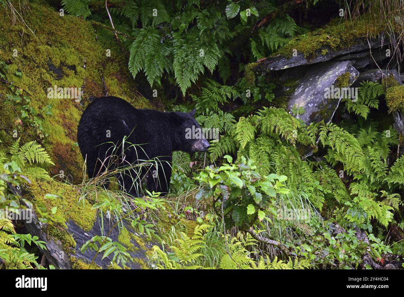American Black Bear Ursus Americanus Climbing Over Rocks Along The