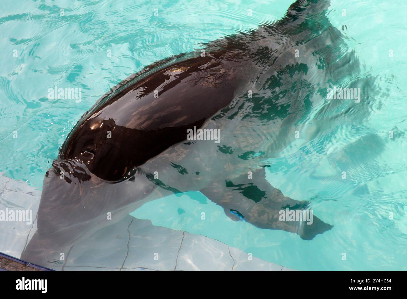 Dolphin, Singapore, Asia Stock Photo - Alamy