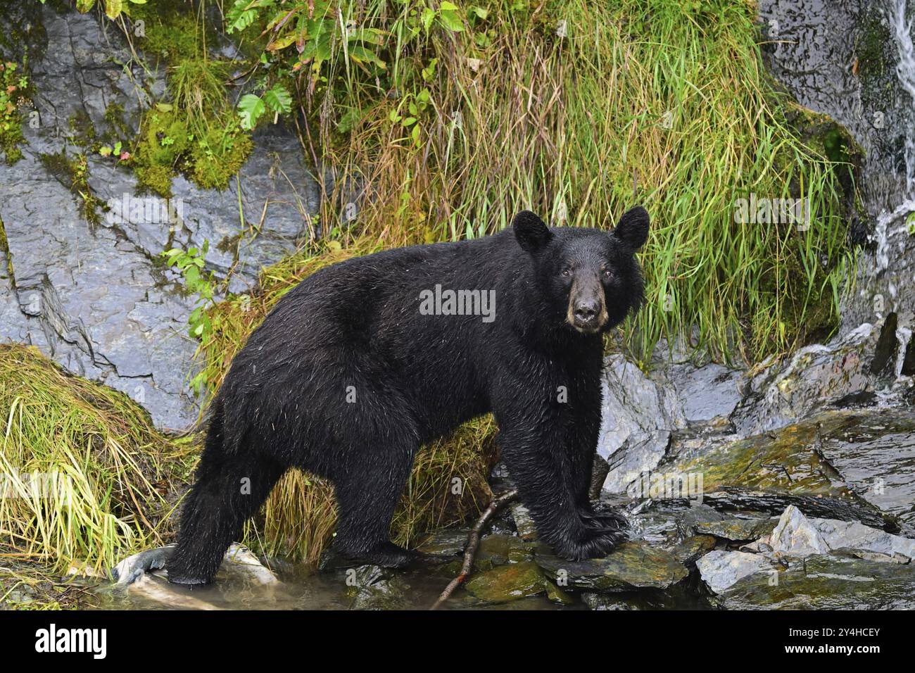 American Black Bear Ursus Americanus Climbing Over Rocks Along The